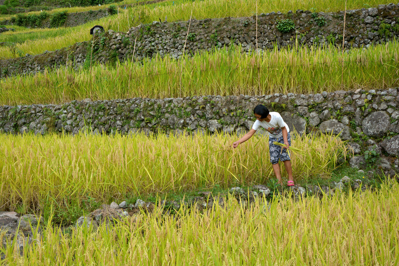 Ang Nakamamanghang Batad Rice Terraces – Liwayway