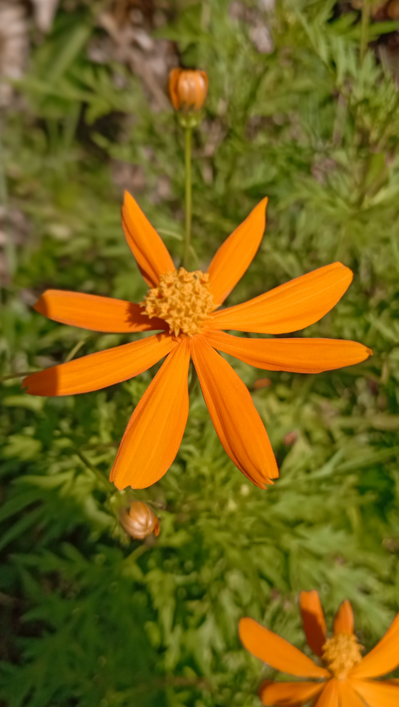 Ganda ng Sicogon – Liwayway