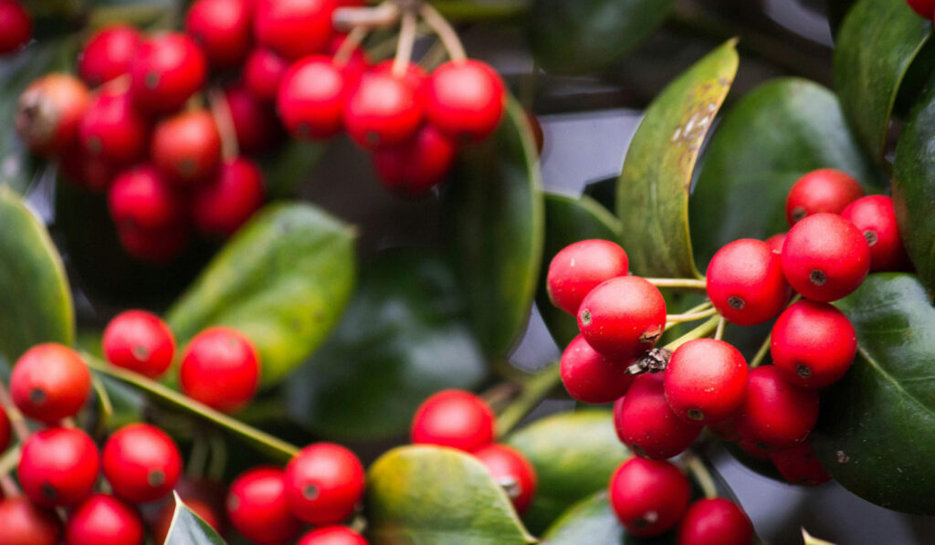 Ang Kape – Liwayway